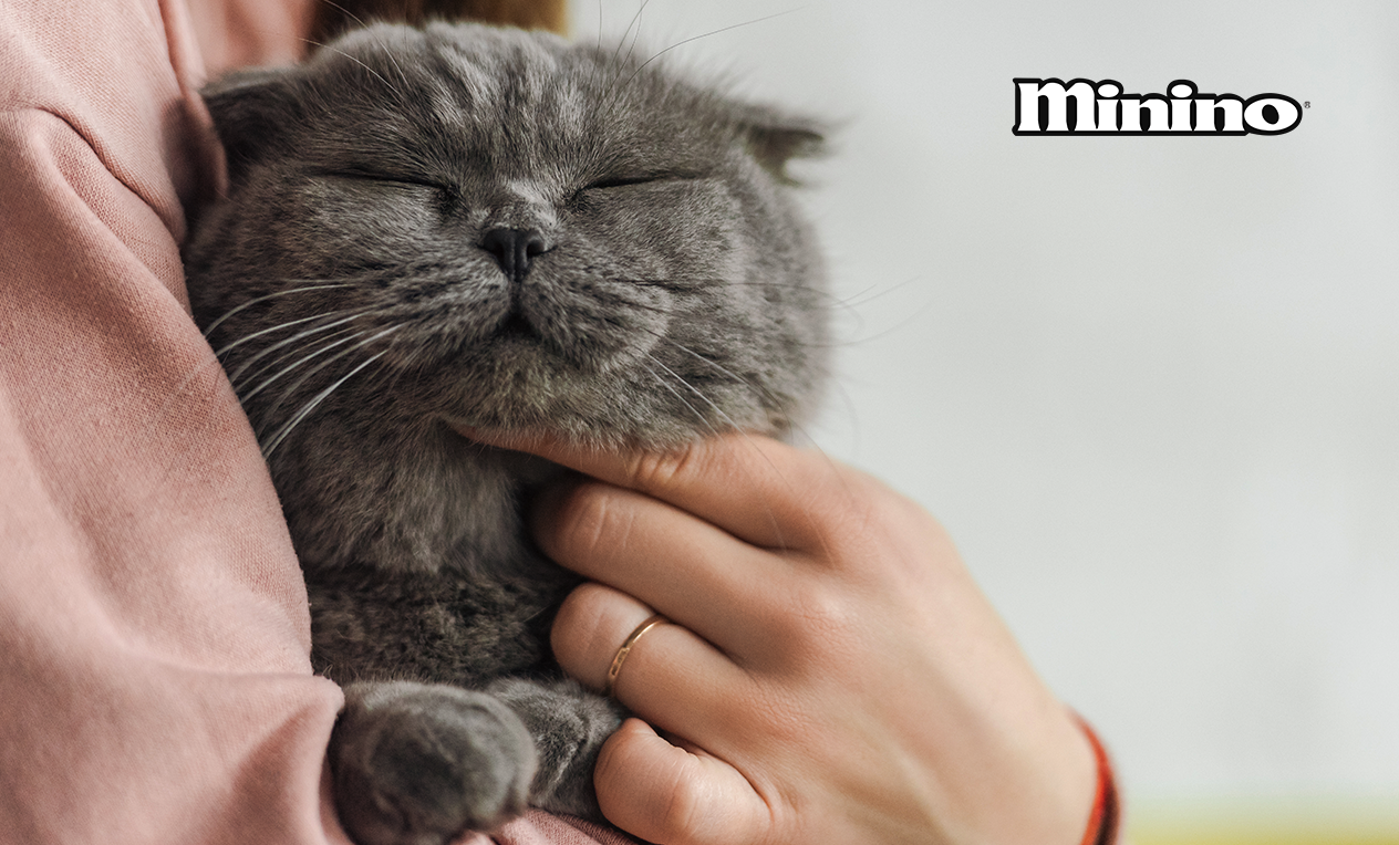 Ronroneos ¿Qué hay detrás? - Minino