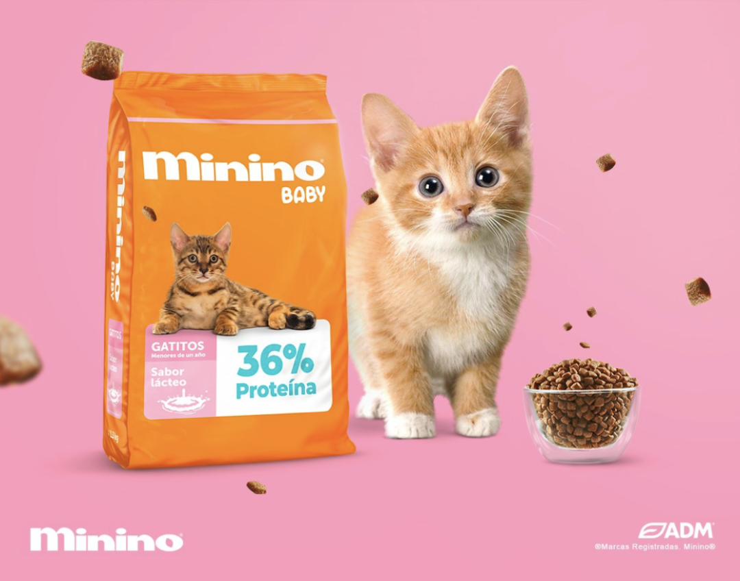 Inicio - Minino