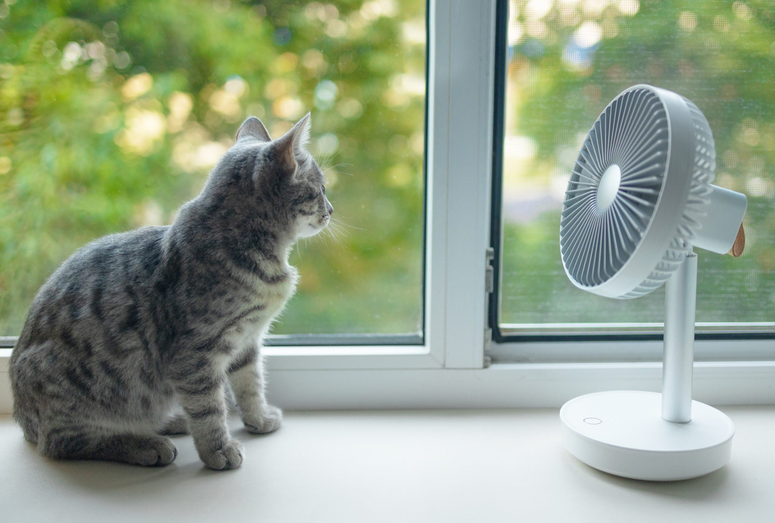 ¿Cómo cuidar a mi michi en temporada de calor? - Minino